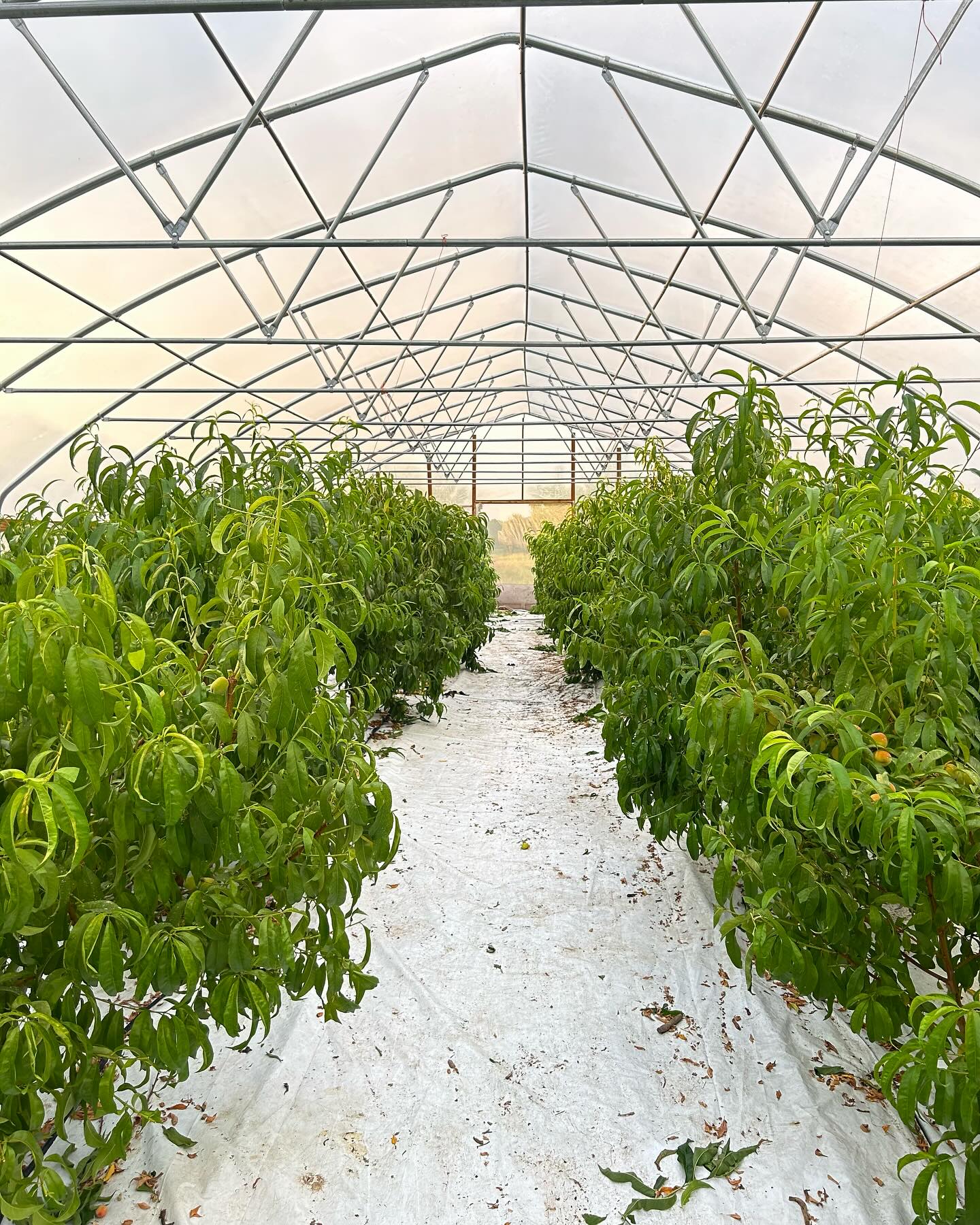 Growing Peaches in Minnesota: A Cold-Climate Success Story - SARE North ...